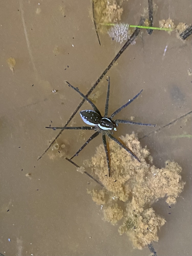 Six-spotted Fishing Spider from West Blocton, AL, US on March 21, 2022 ...