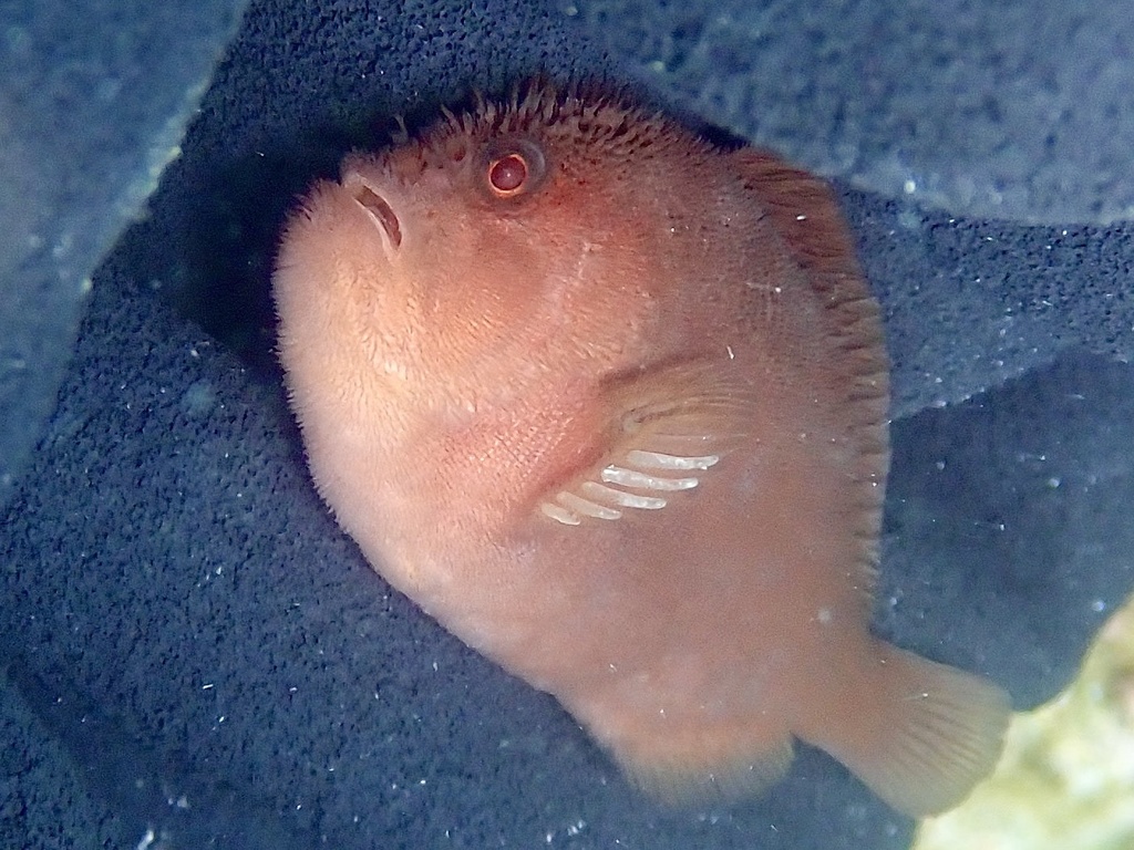 Coral Croucher from South Pacific Ocean, Eurimbula, QLD, AU on March 22 ...