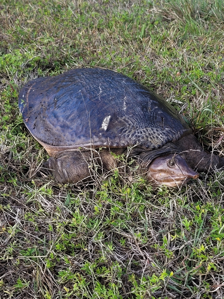 Florida Softshell Turtle from Florida City, FL 33034, USA on March 20 ...