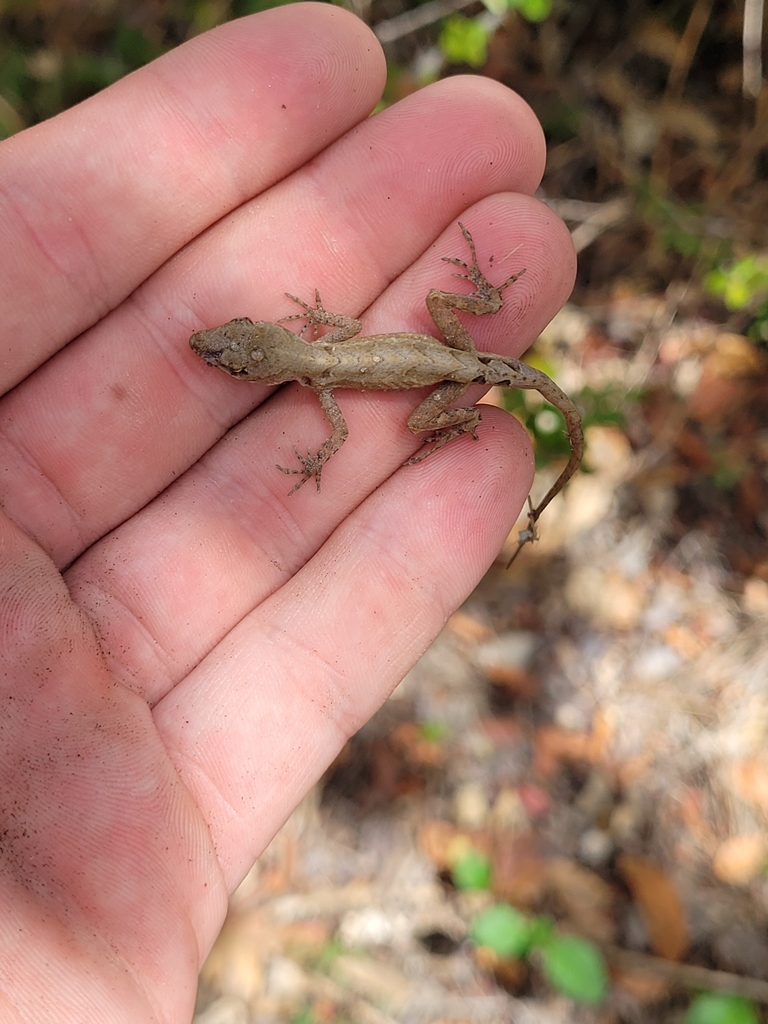 Brown Anole from Monroe County, FL, USA on March 20, 2022 at 01:53 PM ...