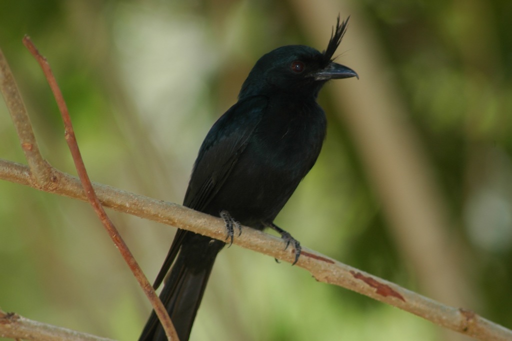 Crested Drongo from Marovoay, Madagascar on October 15, 2006 at 02:41 ...