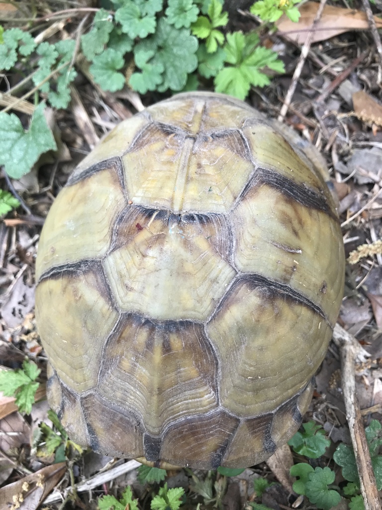 Three-toed Box Turtle in March 2022 by drgreaud · iNaturalist
