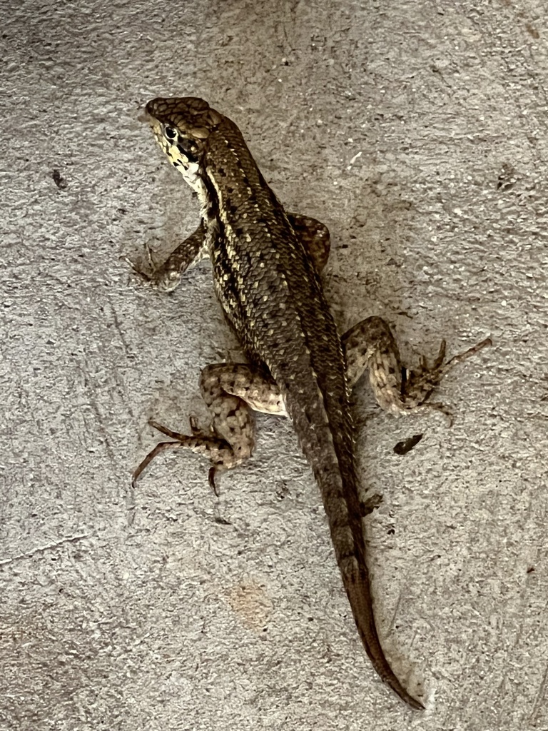 Northern Curly-tailed Lizard from Sanibel Island, Sanibel, FL, US on ...