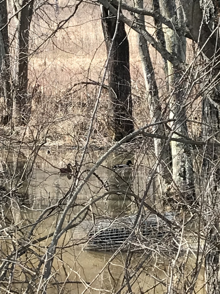 Mallard from County Road 36, Honeoye, NY, US on March 22, 2022 at 12:49 ...