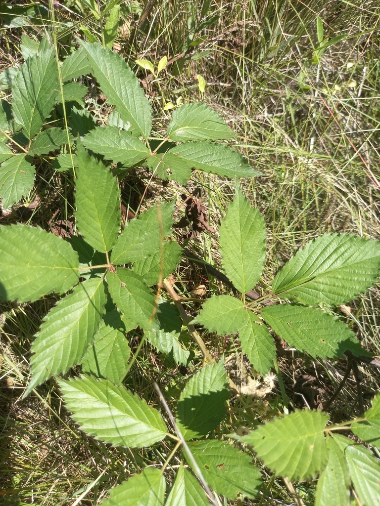 sand blackberry from Harrison, Cato Ridge, 3680, South Africa on March ...