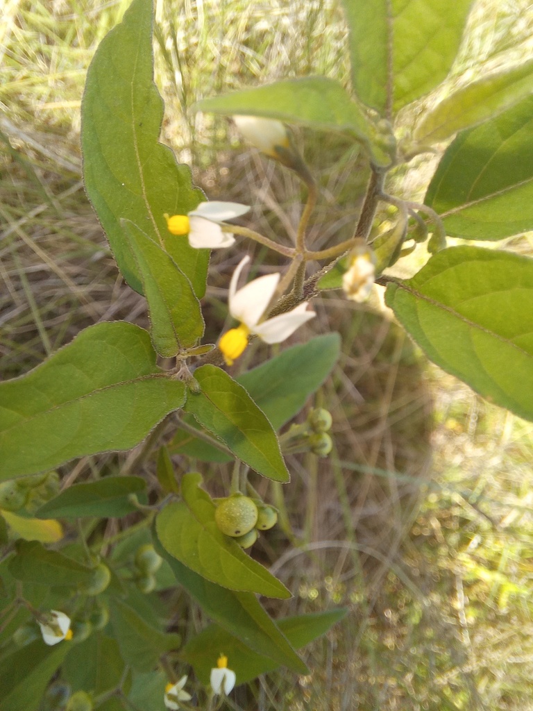 Black Nightshade Complex from Harrison, Cato Ridge, 3680, South Africa ...