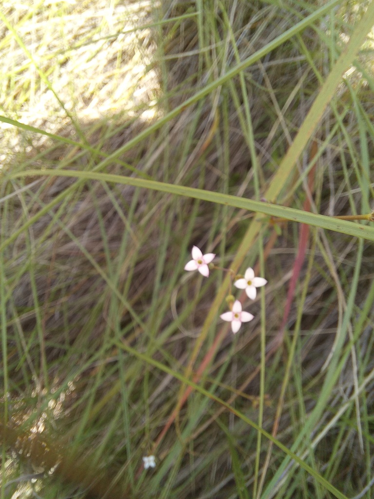 figwort family from Harrison, Cato Ridge, 3680, South Africa on March ...