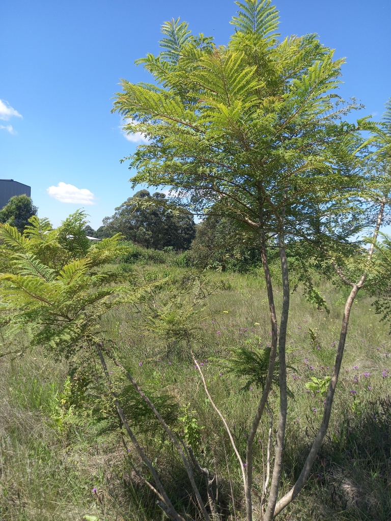 blue jacaranda from Harrison, Cato Ridge, 3680, South Africa on March ...