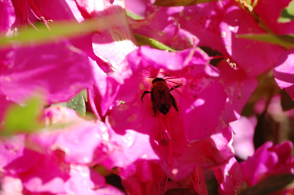 Blueberry Digger Bee from Madison County, FL, USA on March 16, 2022 at ...