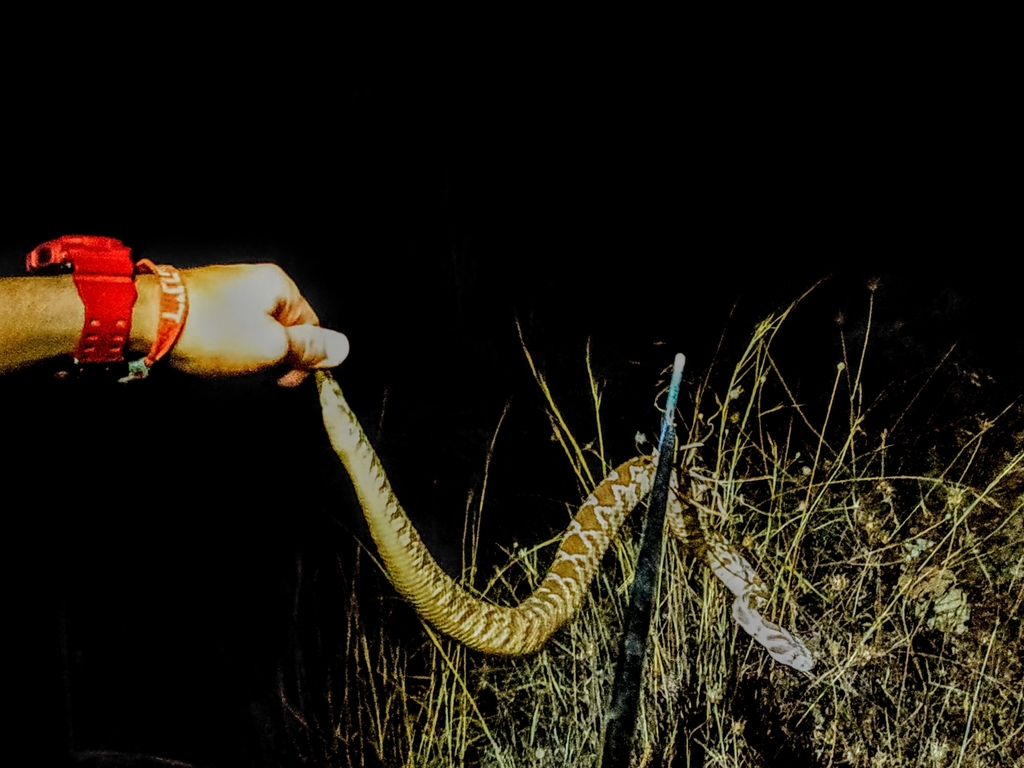 Palestine Viper in September 2020 by Judah S. This specimen was about ...