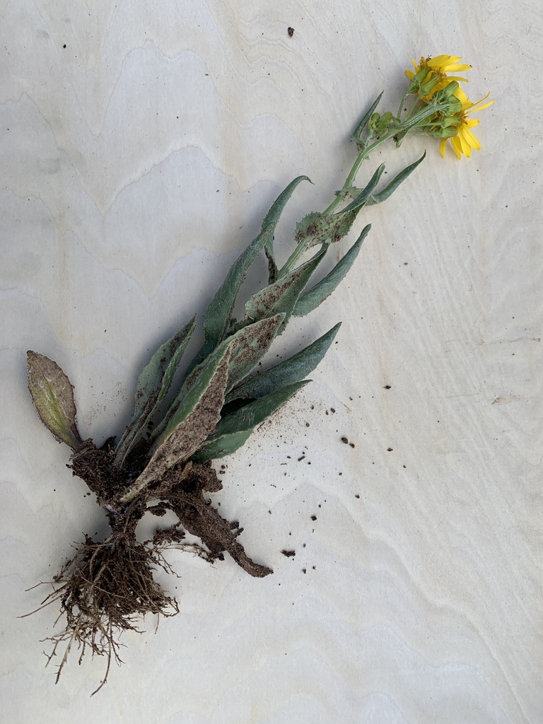 groundsels from 22 Hills Rd, Gause, TX, US on March 22, 2022 at 03:28 ...