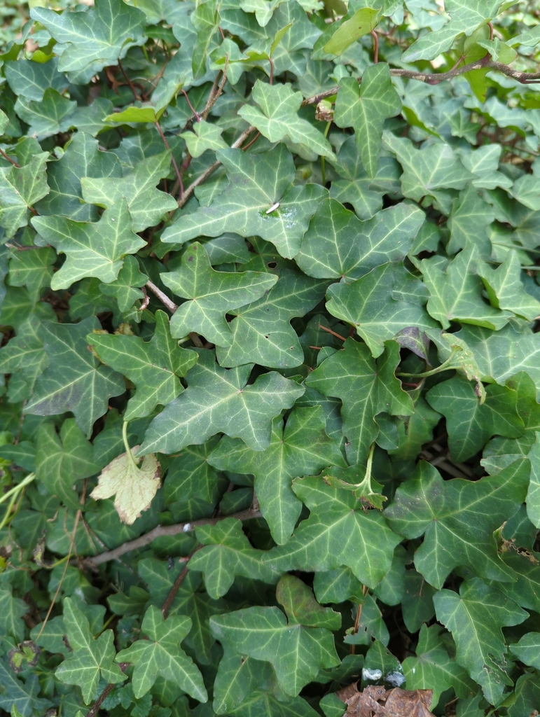 common ivy from Surry Ridge, NC 27539, USA on March 22, 2022 at 04:46 ...