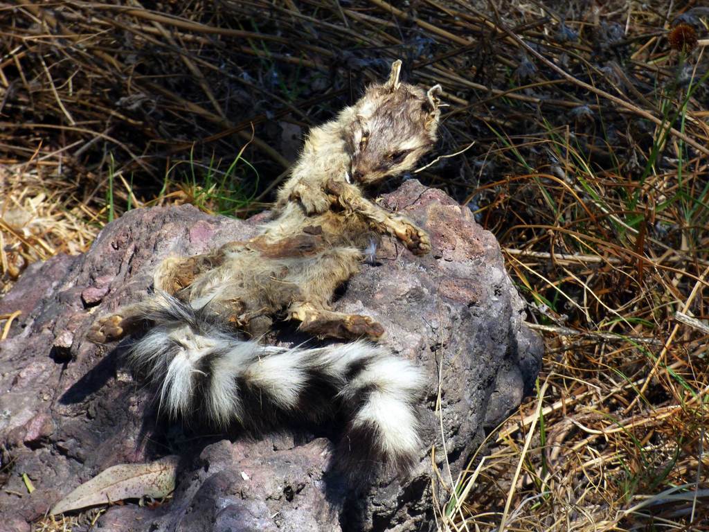Ringtail from Parque Nacional Cerro de la Estrella, Ciudad de México ...