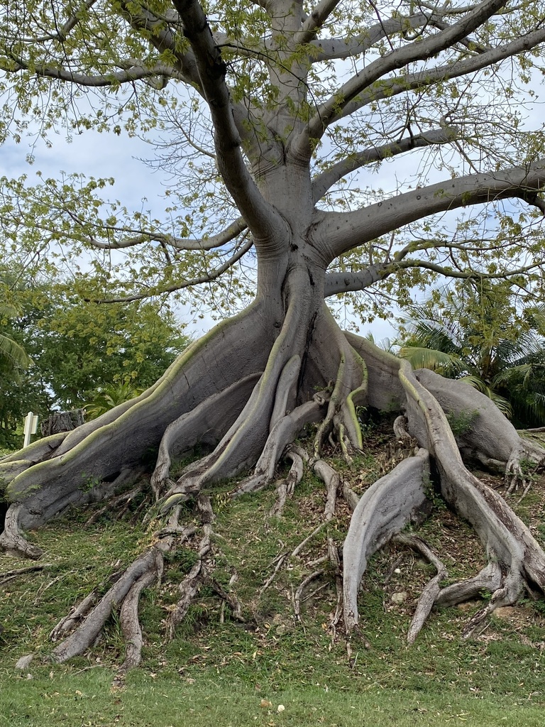 Kapok Tree from Puerto Rico, Río Grande, Puerto Rico, US on March 22 ...