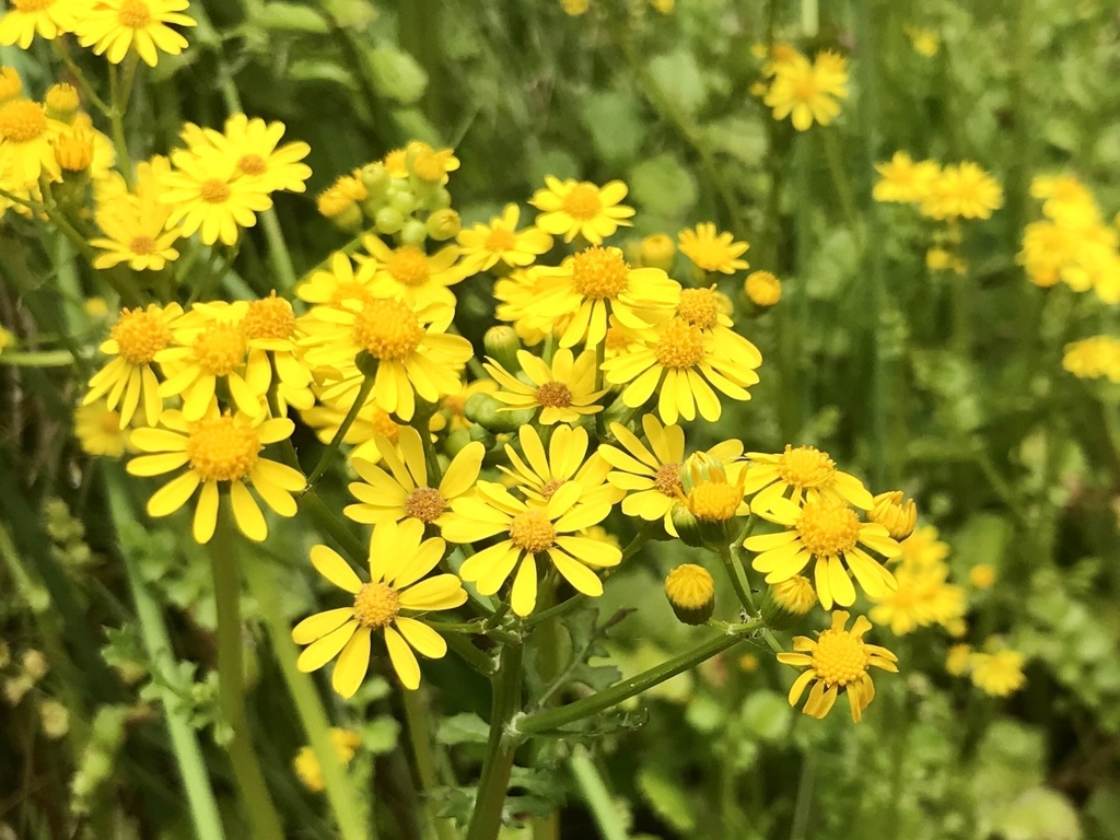 Butterweed from Brentwood Dr, Venice, FL, US on March 22, 2022 at 01:14 ...