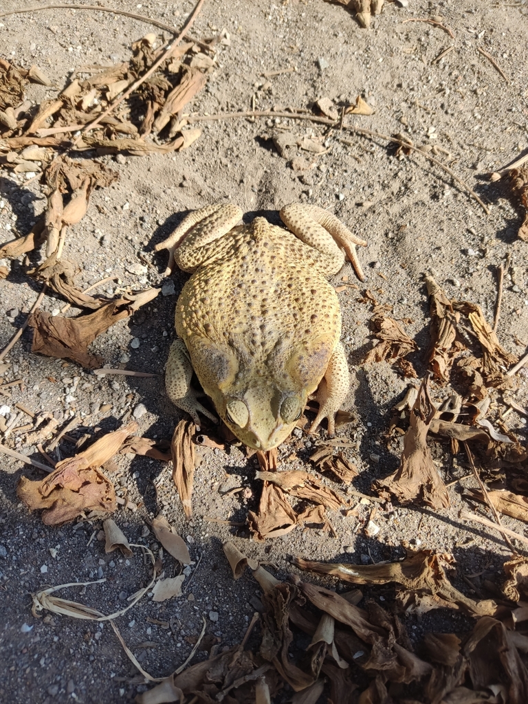 Giant Toad from 28335 Col., México on March 22, 2022 at 04:33 PM by ...