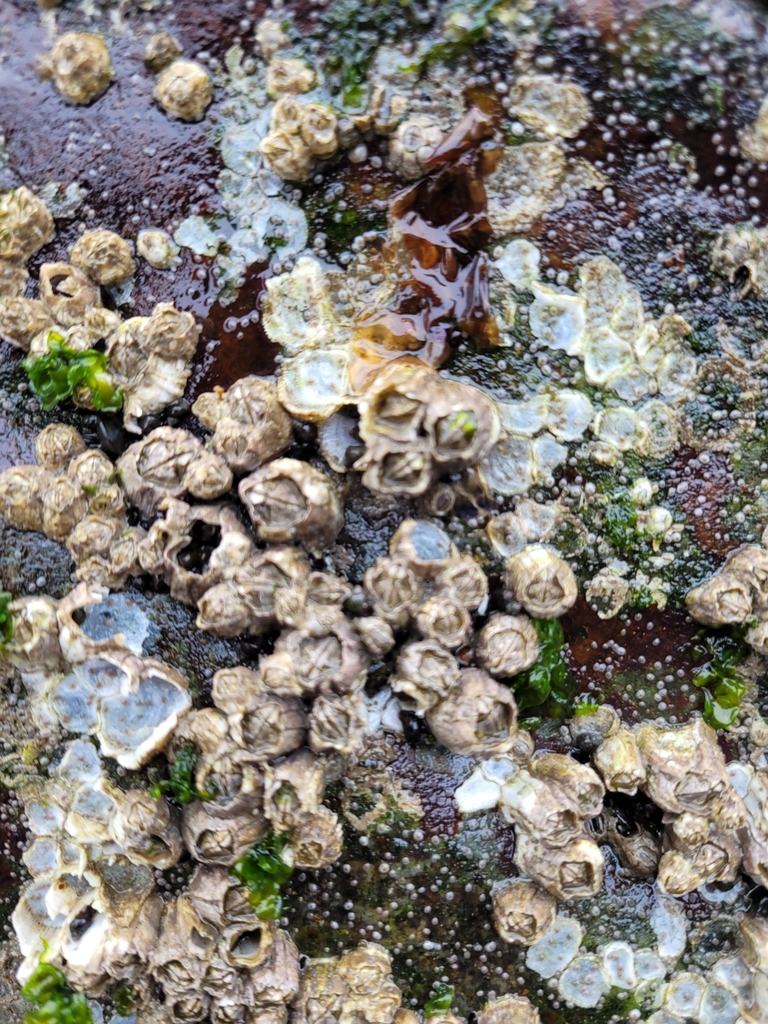 Pacific Acorn Barnacle from Vancouver, BC V6T, Canada on March 22, 2022 ...