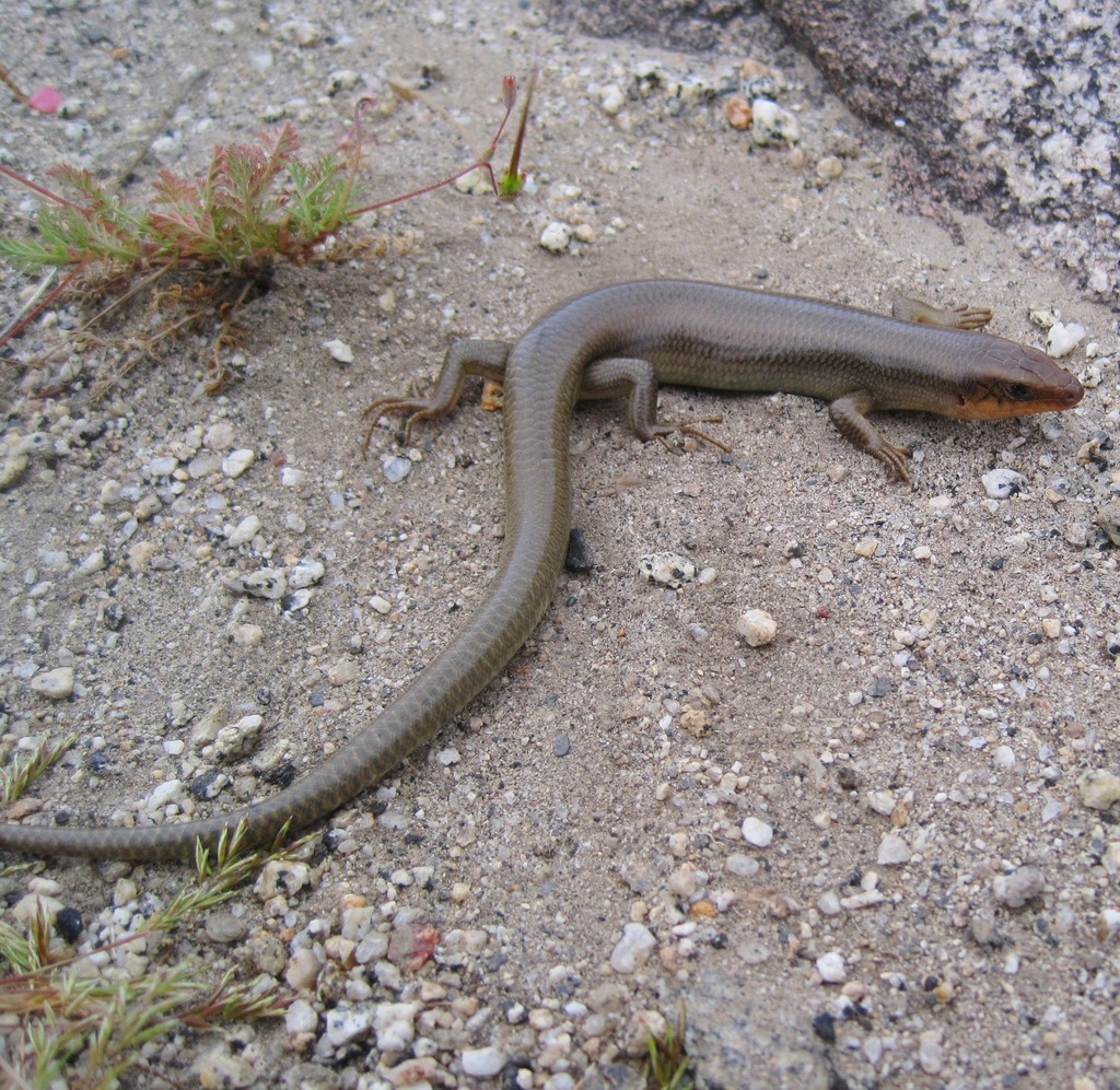 Gilbert's Skink in March 2011 by Brian Hinds · iNaturalist