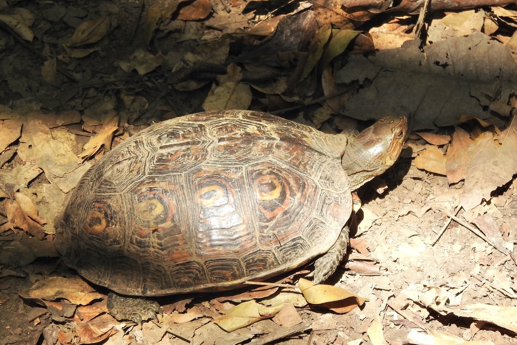 Painted Wood Turtle from Parque Nacional de Carara, Garabito ...