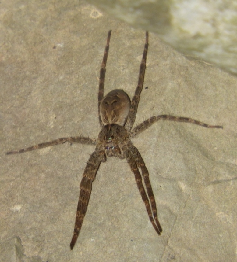 Fishing Spiders from Lake Ridge Trail on March 22, 2022 at 02:35 PM by ...