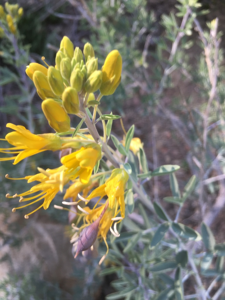Bladderpod from Carnegie Pl, San Diego, CA, US on March 22, 2022 at 05: ...