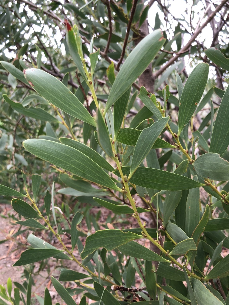 coastal wattle from Beach Rd, Parkdale, VIC, AU on March 23, 2022 at 11 ...