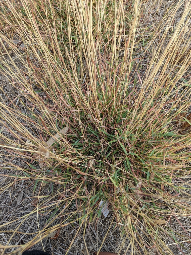 Redleg Grass from Tatachilla SA 5171, Australia on March 23, 2022 at 09 ...