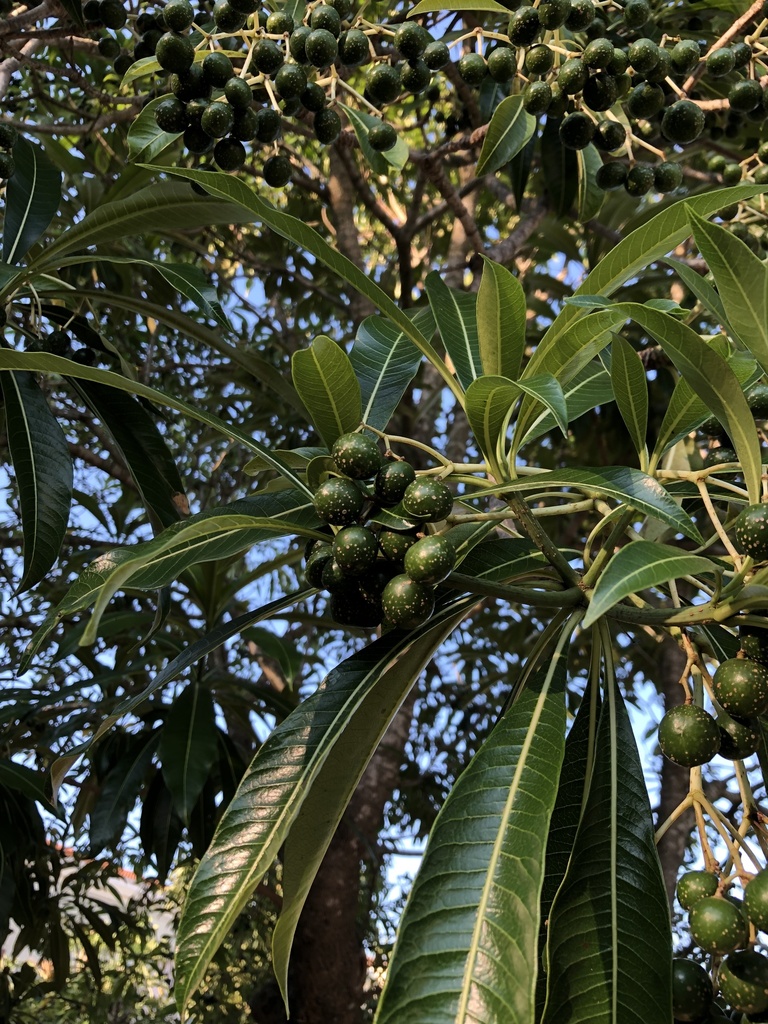 Quininetree from Rhodes University, Grahamstown, Eastern Cape, South ...