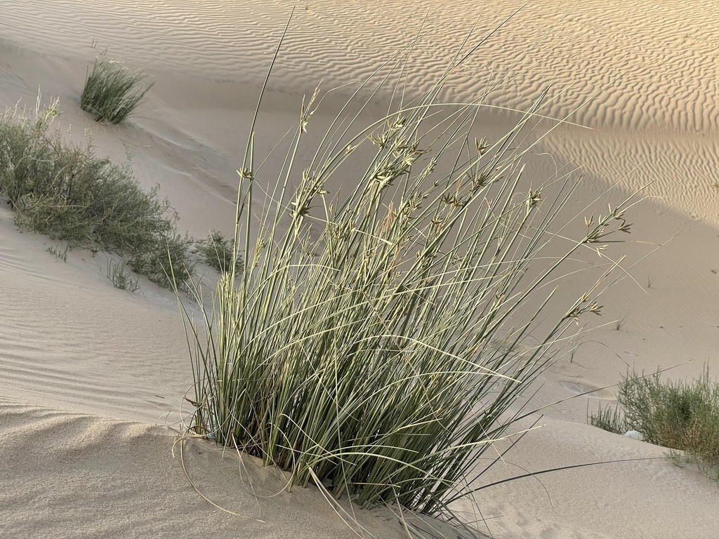 Cyperus conglomeratus from Abu Dhabi, AE on March 20, 2022 at 05:27 PM ...