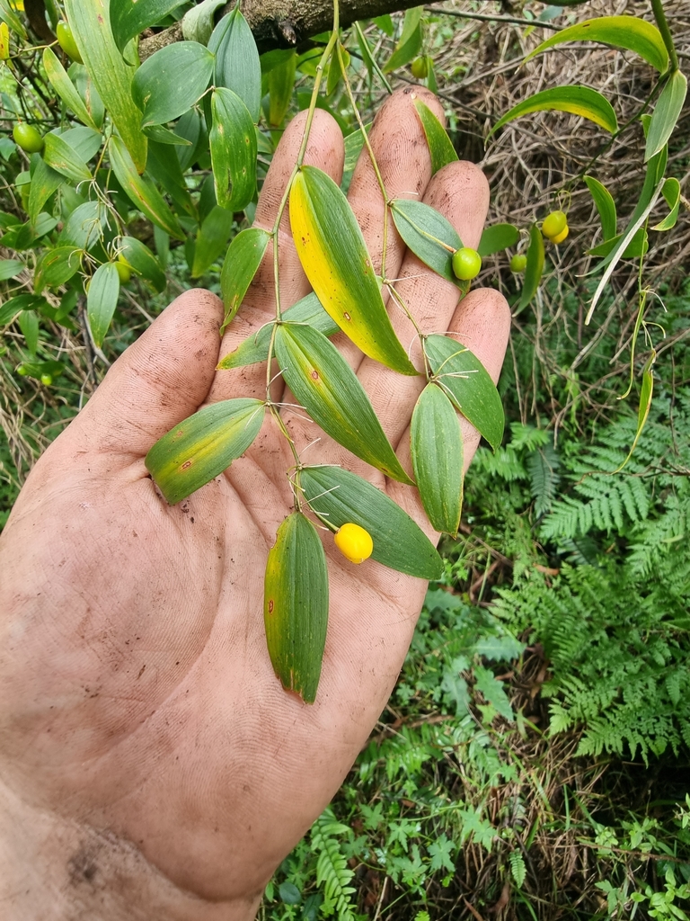 Wombat Berry from Buchan VIC 3885, Australia on March 23, 2022 at 02:54 ...