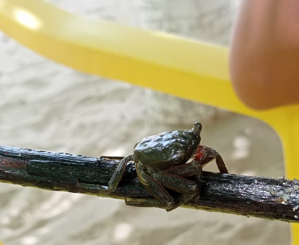 Mangrove Tree Crab from Ilha de Itamaracá on March 2, 2022 at 11:35 AM ...