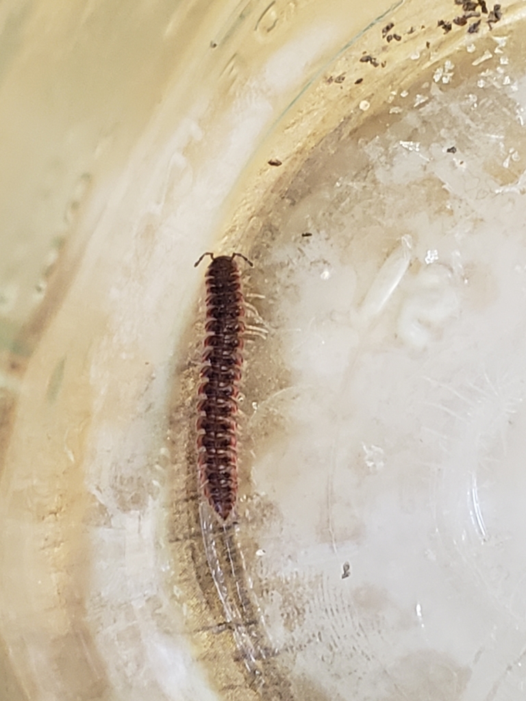 Common Pink Flat-back Millipede from Palmetto, GA 30268, USA on March 7 ...