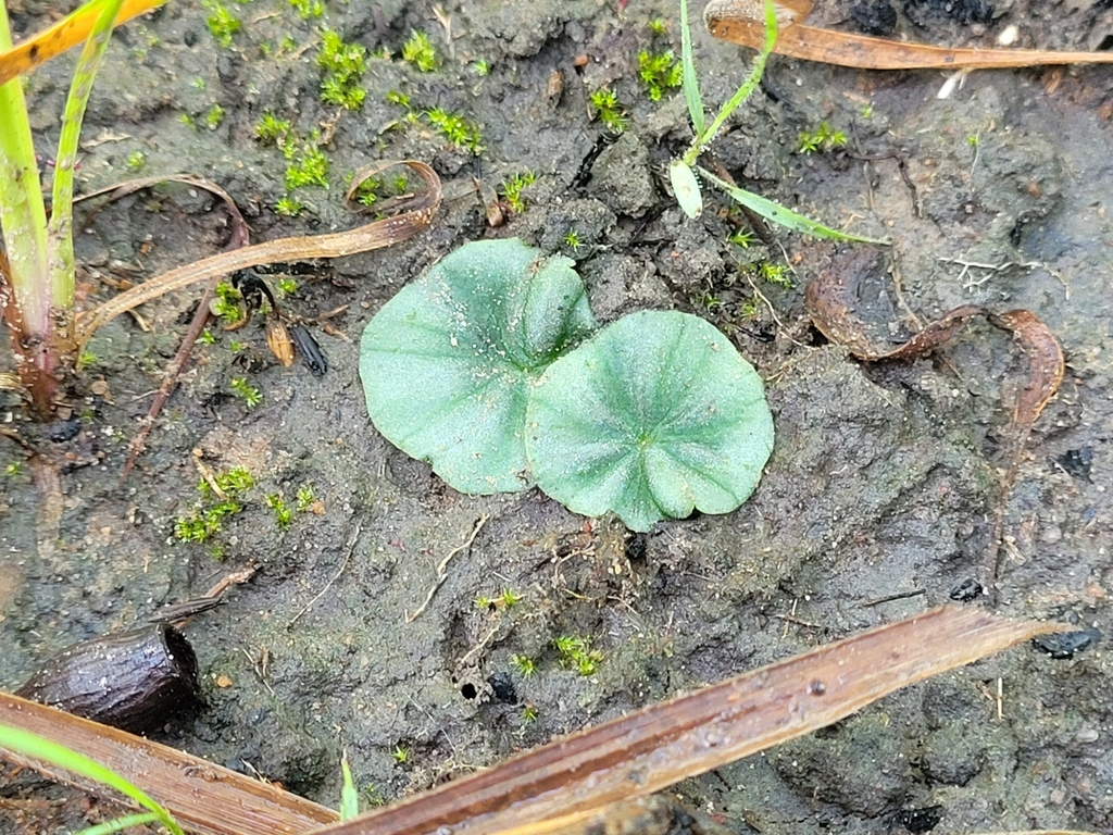 Nervilia plicata from Wickham NT 0822, Australia on January 17, 2022 at ...