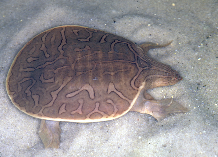 Southeast Asian Narrow-headed Softshell Turtle in February 2002 by Paul ...