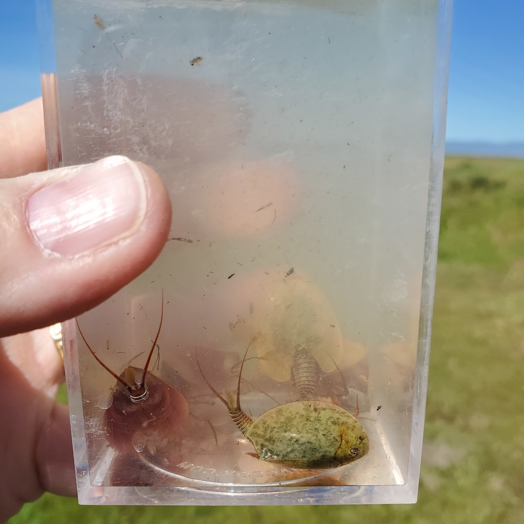 Vernal Pool Tadpole Shrimp in March 2022 by Roxanne Moger · iNaturalist