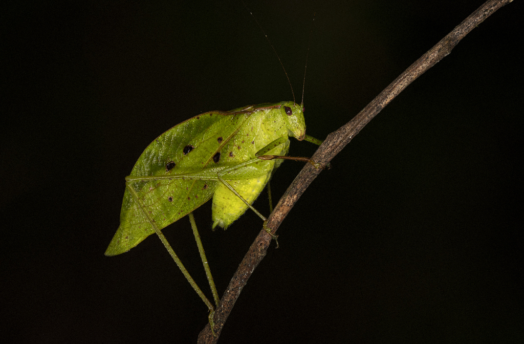 Orophus from Heredia, Sarapiquí, Costa Rica on February 22, 2022 at 07: ...