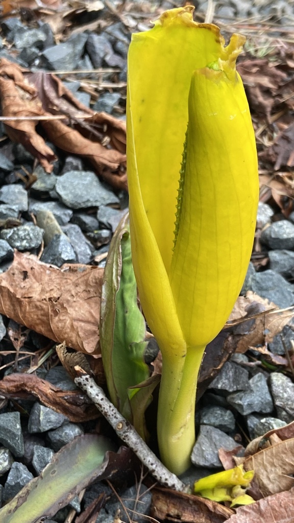 western skunk cabbage from William Head, Metchosin, BC, CA on March 22 ...