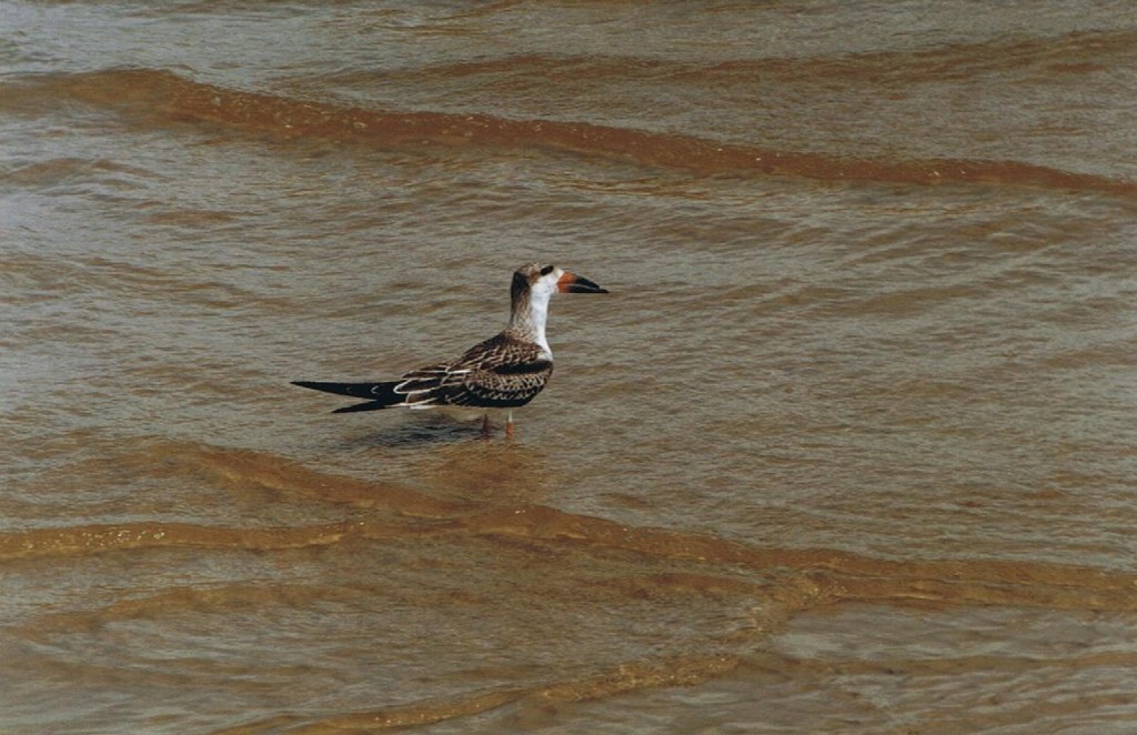 Black Skimmer from Bay St Louis, MS, USA on August 31, 2002 by Gregg ...