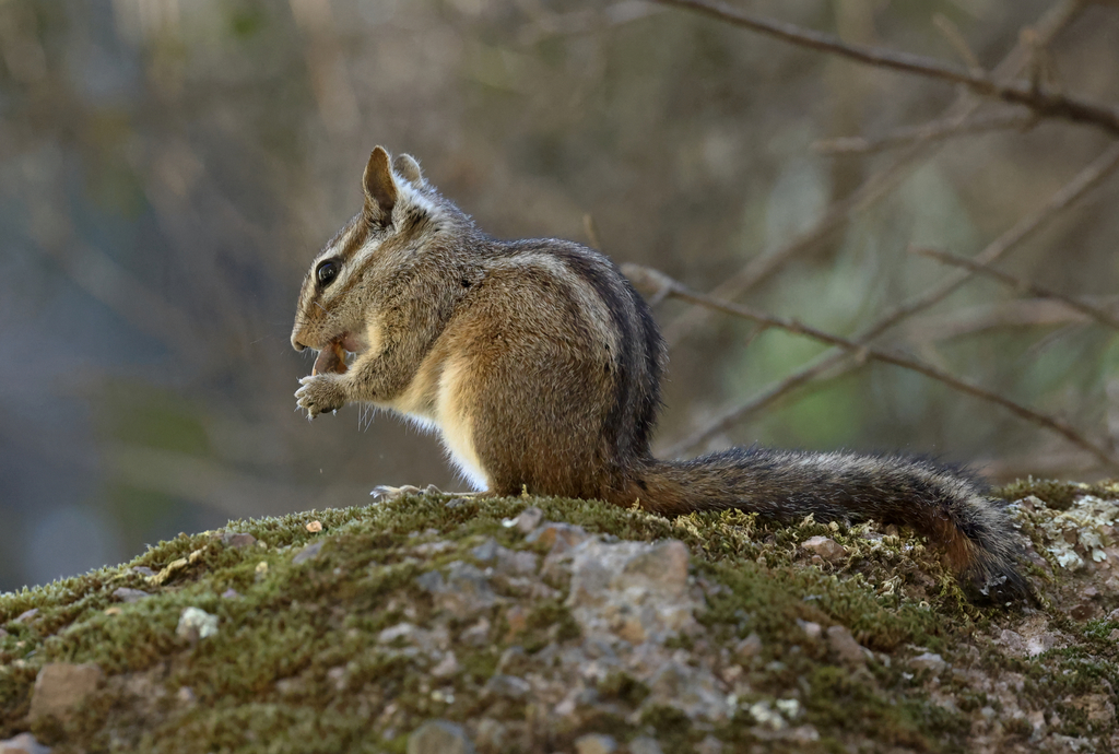 Merriam's Chipmunk from San Benito County, CA, USA on March 22, 2022 at ...