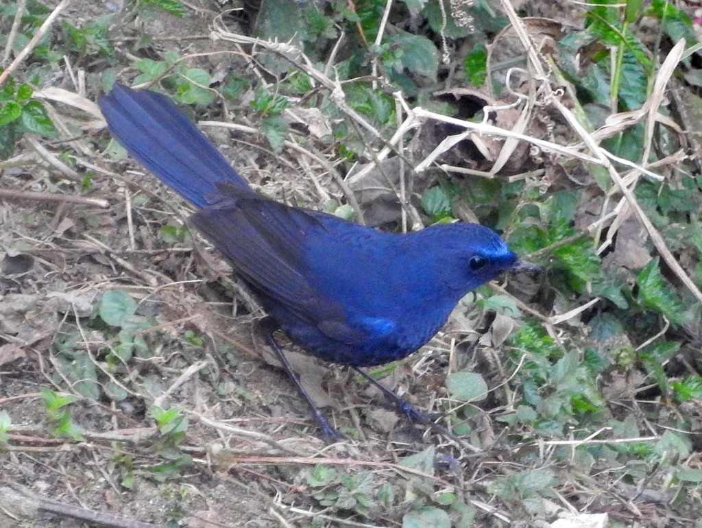 Blue-fronted Robin from Neora Valley NP, Kalimpong, West Bengal on ...