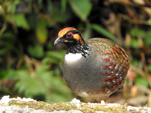 Hill-Partridges (Genus Arborophila) · iNaturalist