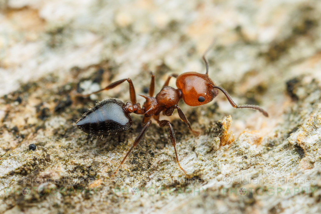 Shiny Acrobat Ant from One Eleven Ranch Park, Garland, TX, USA on March ...