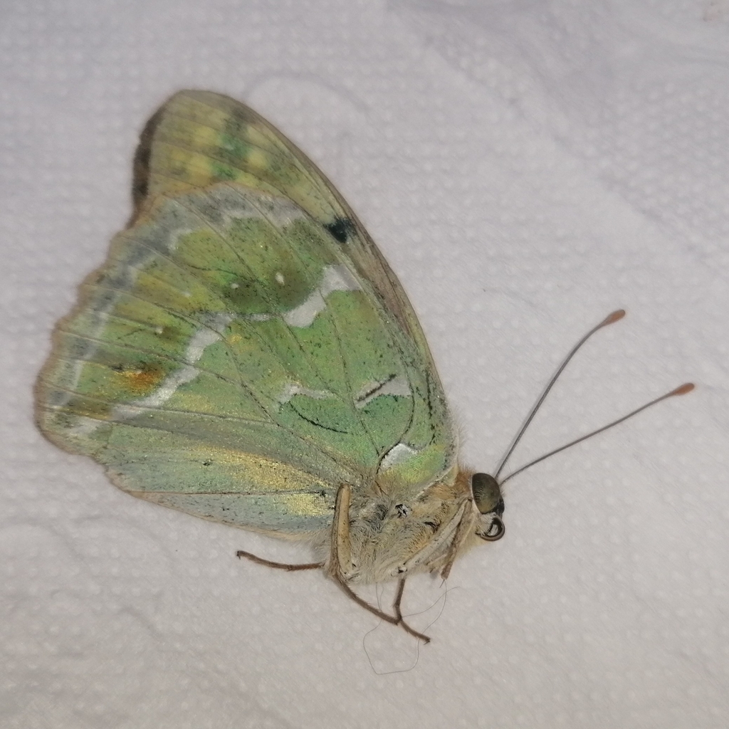 Cardinal Butterfly from Çerkezköy on September 24, 2021 at 05:00 PM by ...