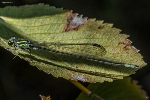 Estes's Sprite (Pseudagrion estesi) · iNaturalist