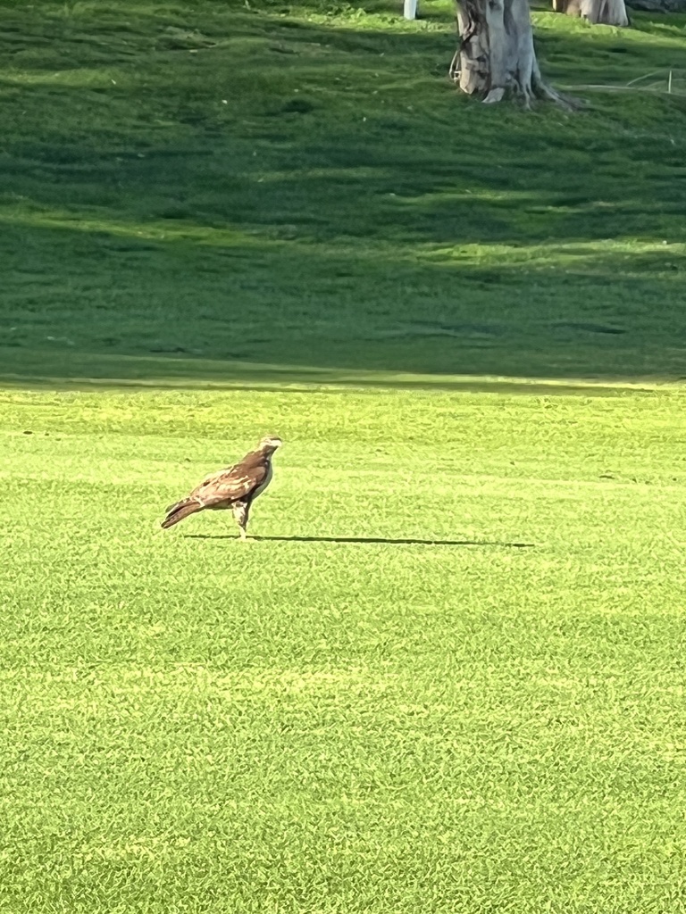 Red-tailed Hawk from Club Campestre de Tijuana, Tijuana, BC, MX on ...