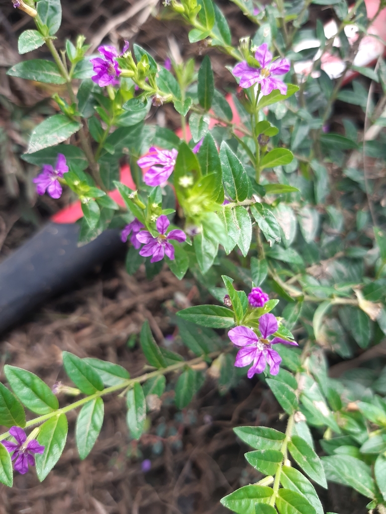 False heather by claudia bibiana · iNaturalist