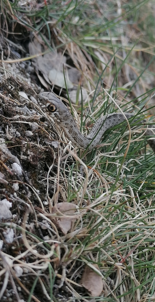 Western Montpellier Snake from 84400 Auribeau, France on March 23, 2022 ...
