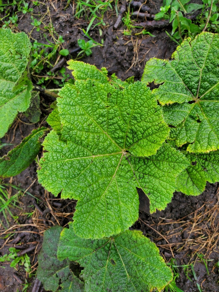 Common Butterbur from Vancouver, BC V5Y 1L7, Canada on March 23, 2022 ...