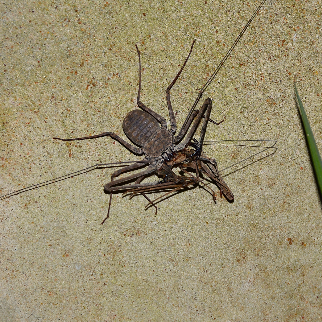 Phrynichus ceylonicus from 25XX+36R, Галле, Шри-Ланка on March 9, 2022 ...