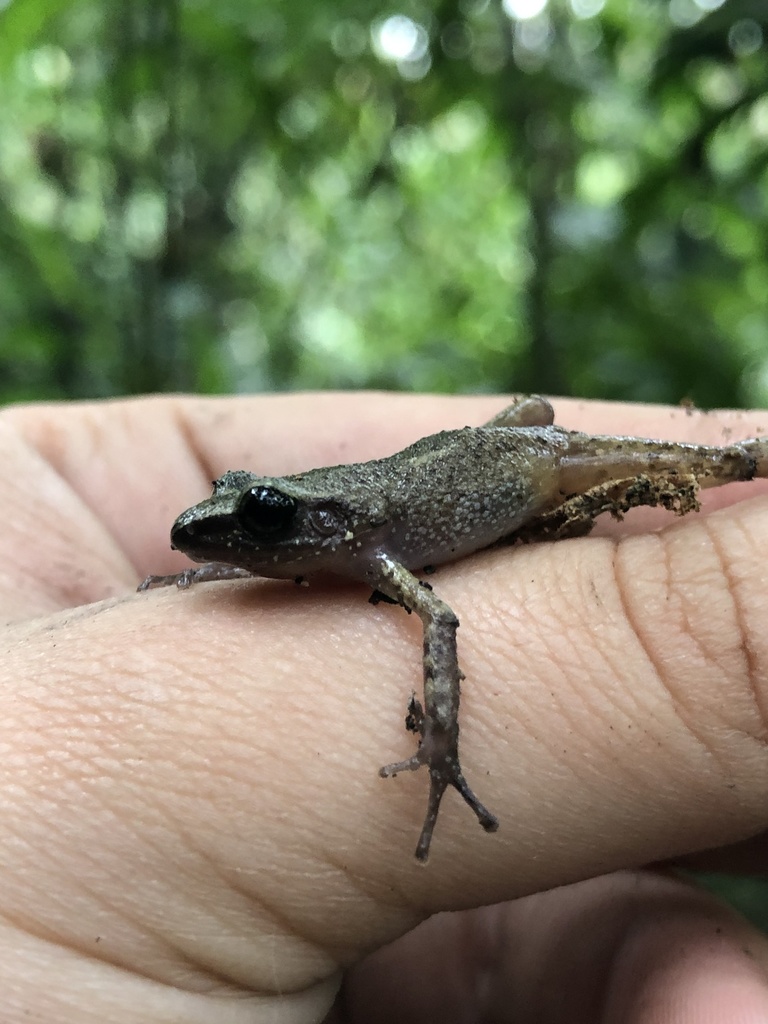 Lowland Chirping Frog from Naranjal, VER, MX on March 23, 2022 at 02:22 ...